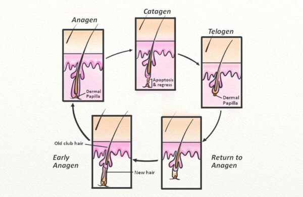 Vellus Hair to Terminal Hair – Hair Growth Cycle Guide - Hairguard