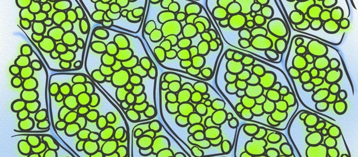 3 WAYS To Use Chlorophyll For Hair Re-Growth?